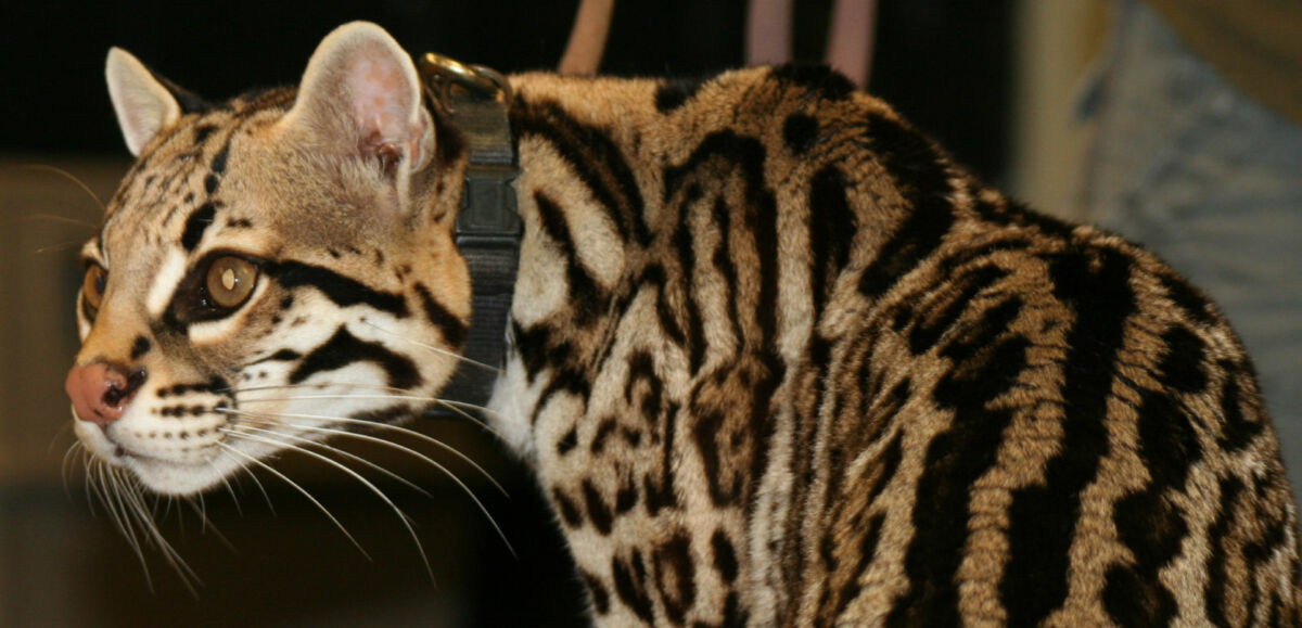 Gladys Porter Zoo – Brownsville Texas Gladys Porter Zoo – Brownsville Texas